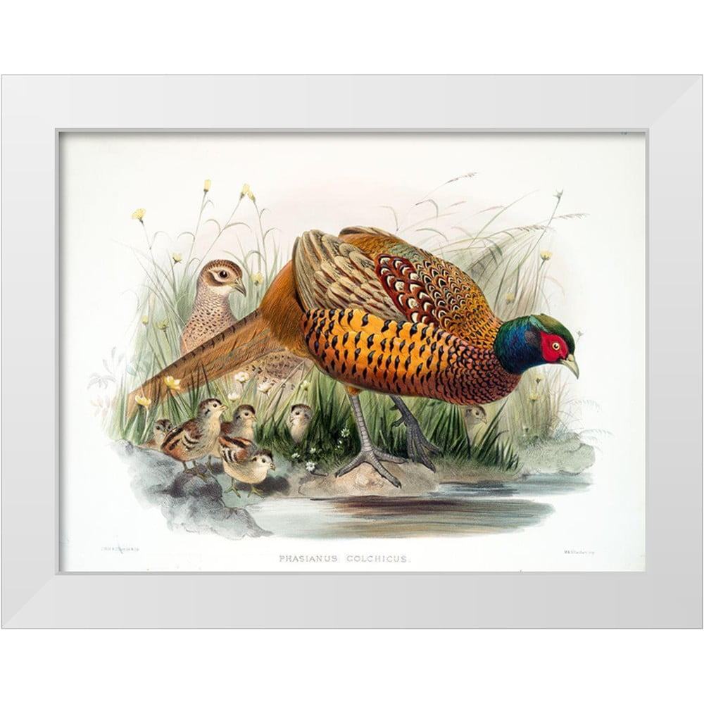 Elliot, David 32x25 White Modern Wood Framed Museum Art Print Titled ...