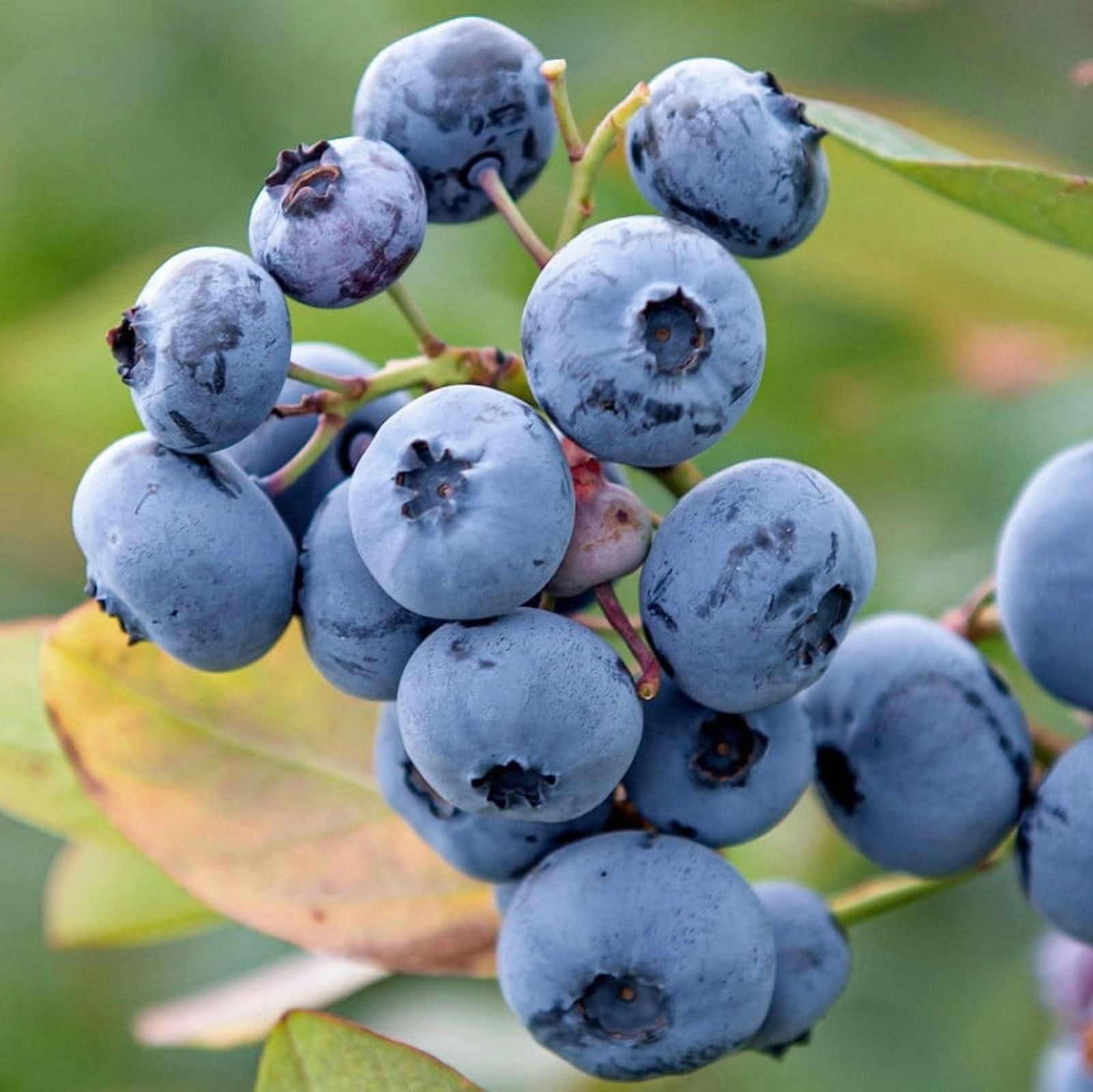 Elliott Blueberry Plant 4-7" Tall for Planting, Highbush Blueberry Bush ...