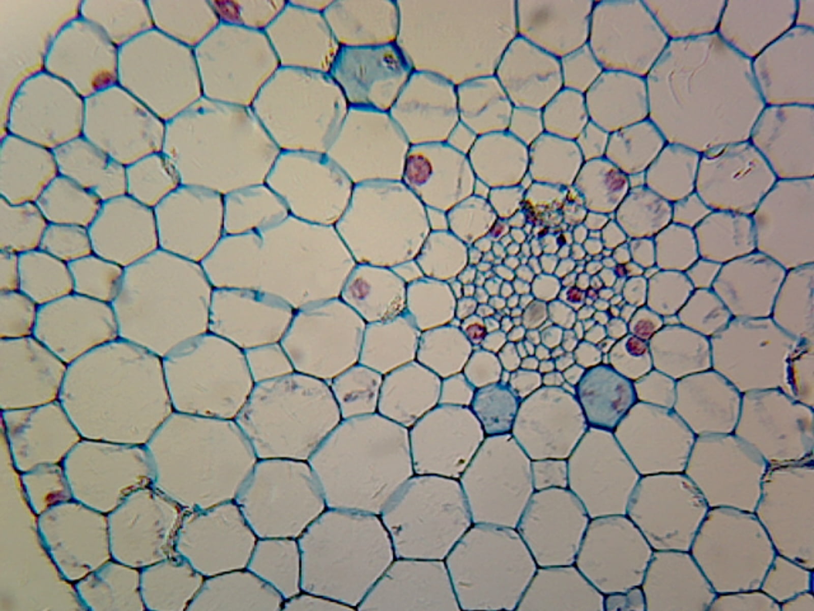 Elodea Stem; Typical Monocot Stem; Cross Section by Go Science Crazy ...