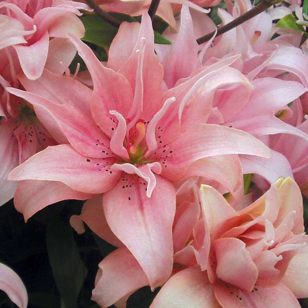 Elodie Double Asiatic Lily 2 Bulbs 14/16cm - Lush Candy Pink! - Walmart.com