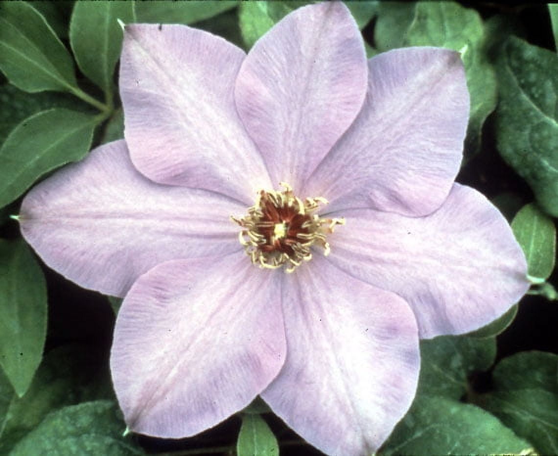 Elsa Spaeth Clematis - Light Purple, 6-8" Blooms, Hardy in Zones 4-8 ...
