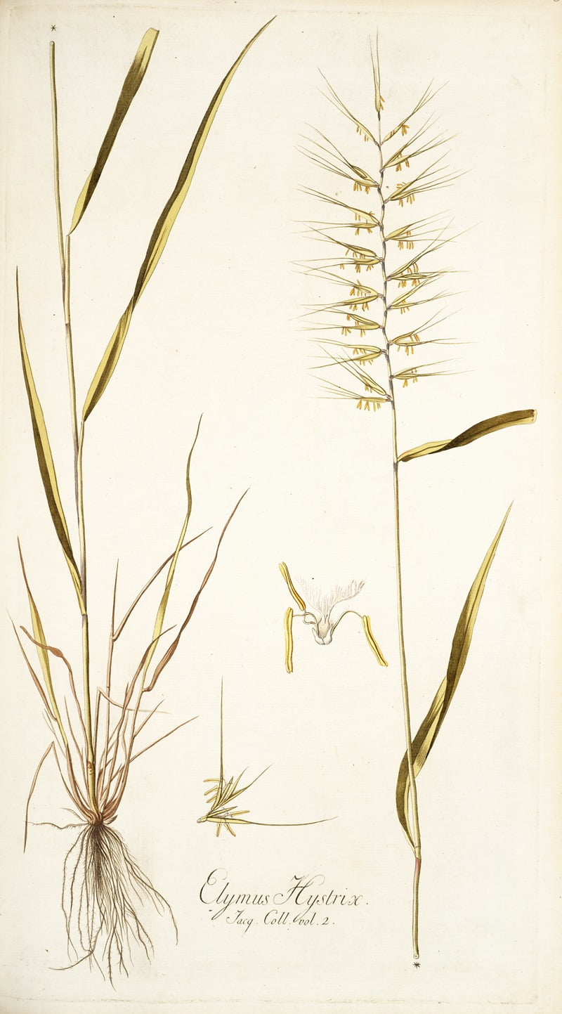 Elymus Canadensis
