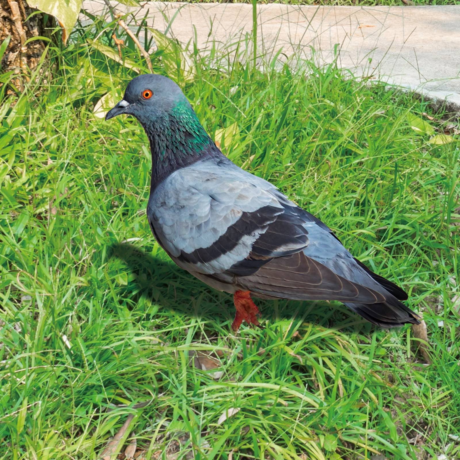 Elysia Acrylic Pigeons Outdoor Garden Ground Decoration Garden Garden ...