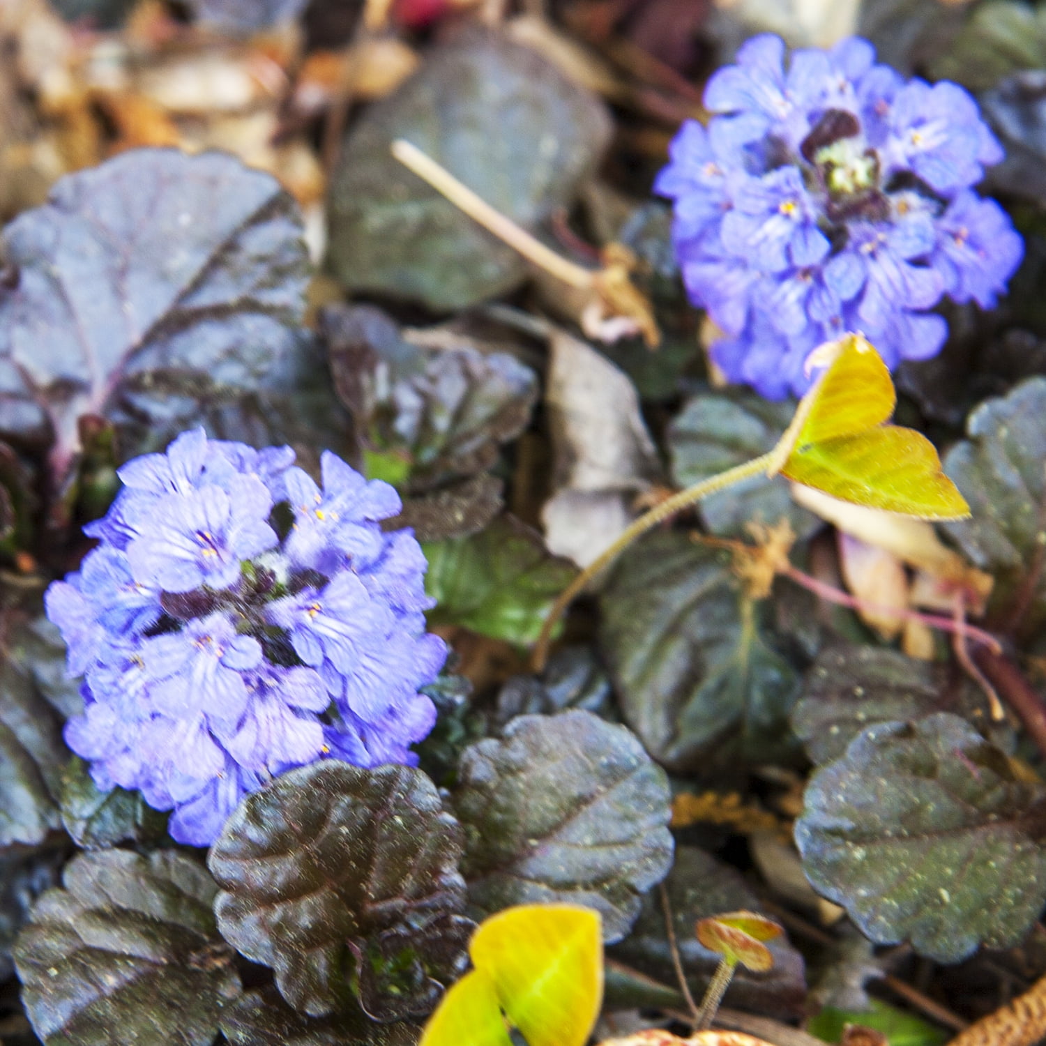 Emblut Ajuga Groundcover Bare Root Perennial Starter Plant - 1 starter ...
