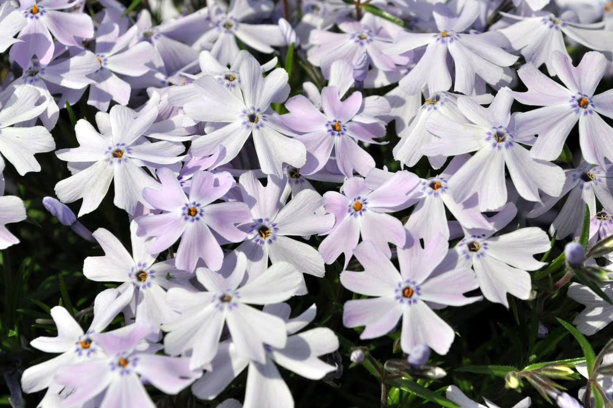 Emerald Blue Creeping Phlox Perennial - Potted - Live Plant - Quart Pot ...