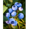 3 Reka Blueberry Plants in a 3.5"---Ready For Planting!!! - Walmart.com