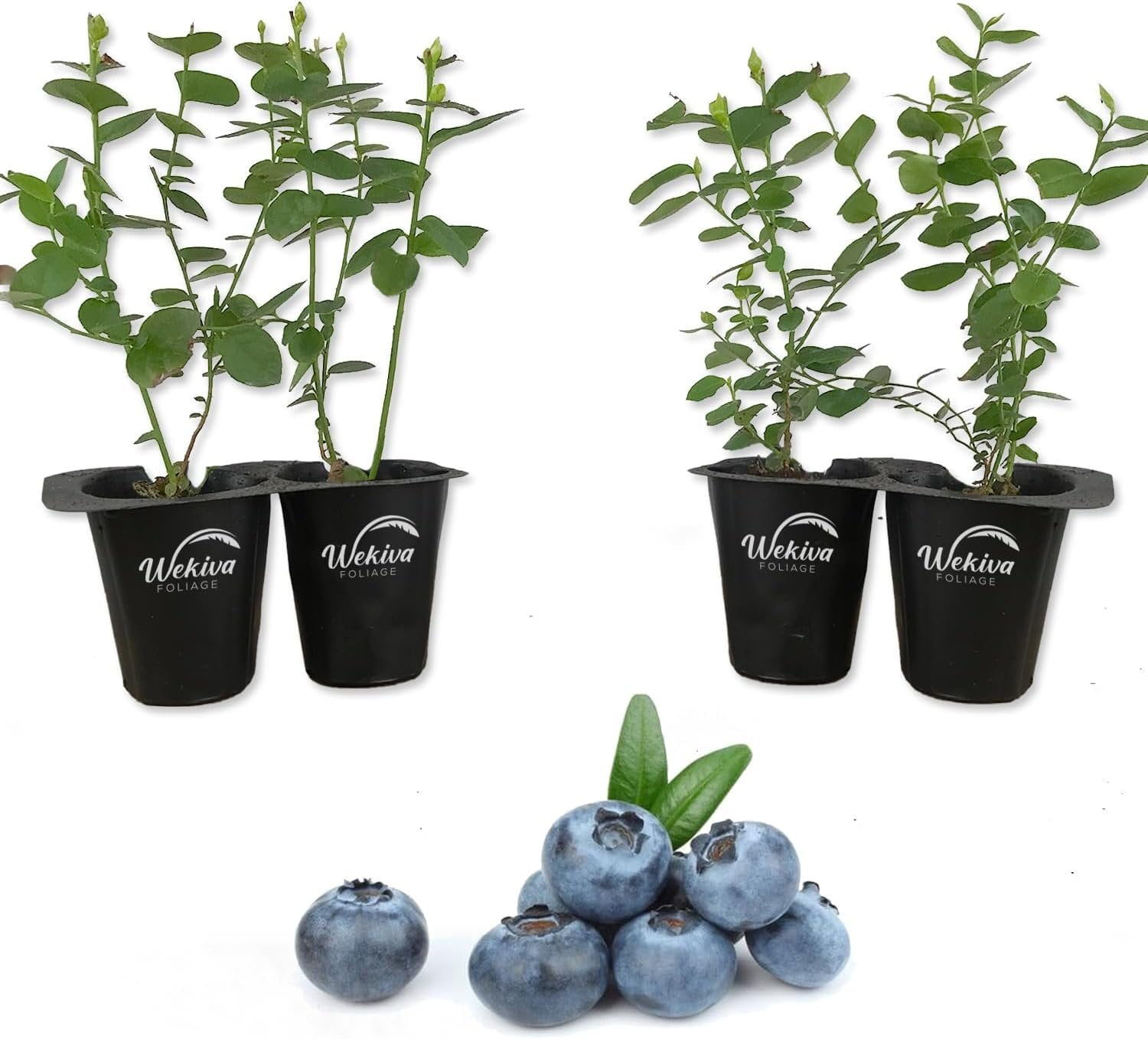 Emerald Blueberry Plant - 4 Live Starter Plants - Vaccinium - Edible ...