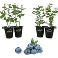 Emerald Blueberry Plant - 4 Live Starter Plants - Vaccinium - Edible ...