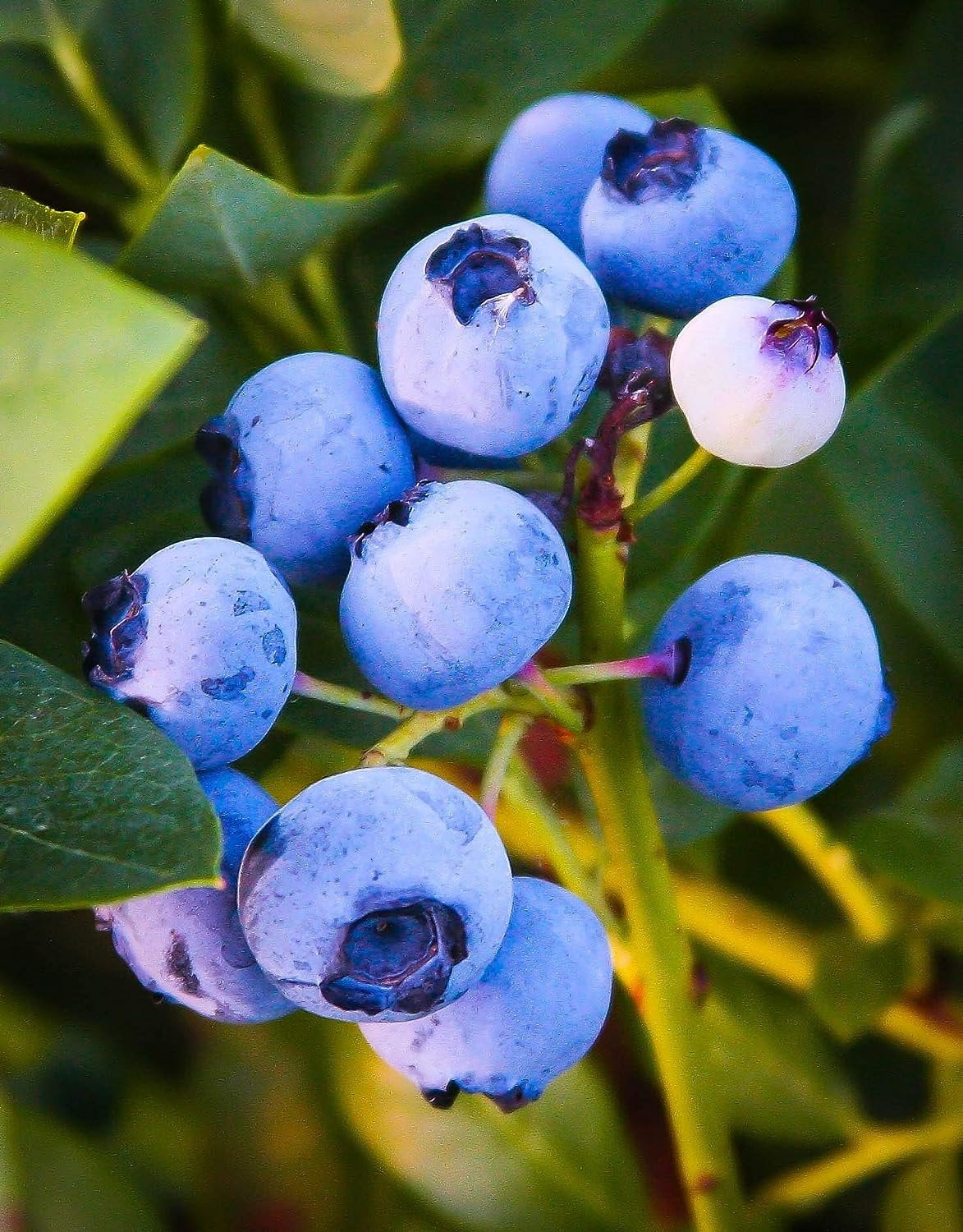 Emerald Blueberry Plant - 40 Live Starter Plants - Vaccinium - Edible ...