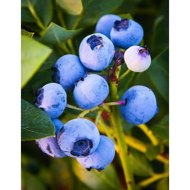 3 Reka Blueberry Plants in a 3.5"---Ready For Planting!!! - Walmart.com