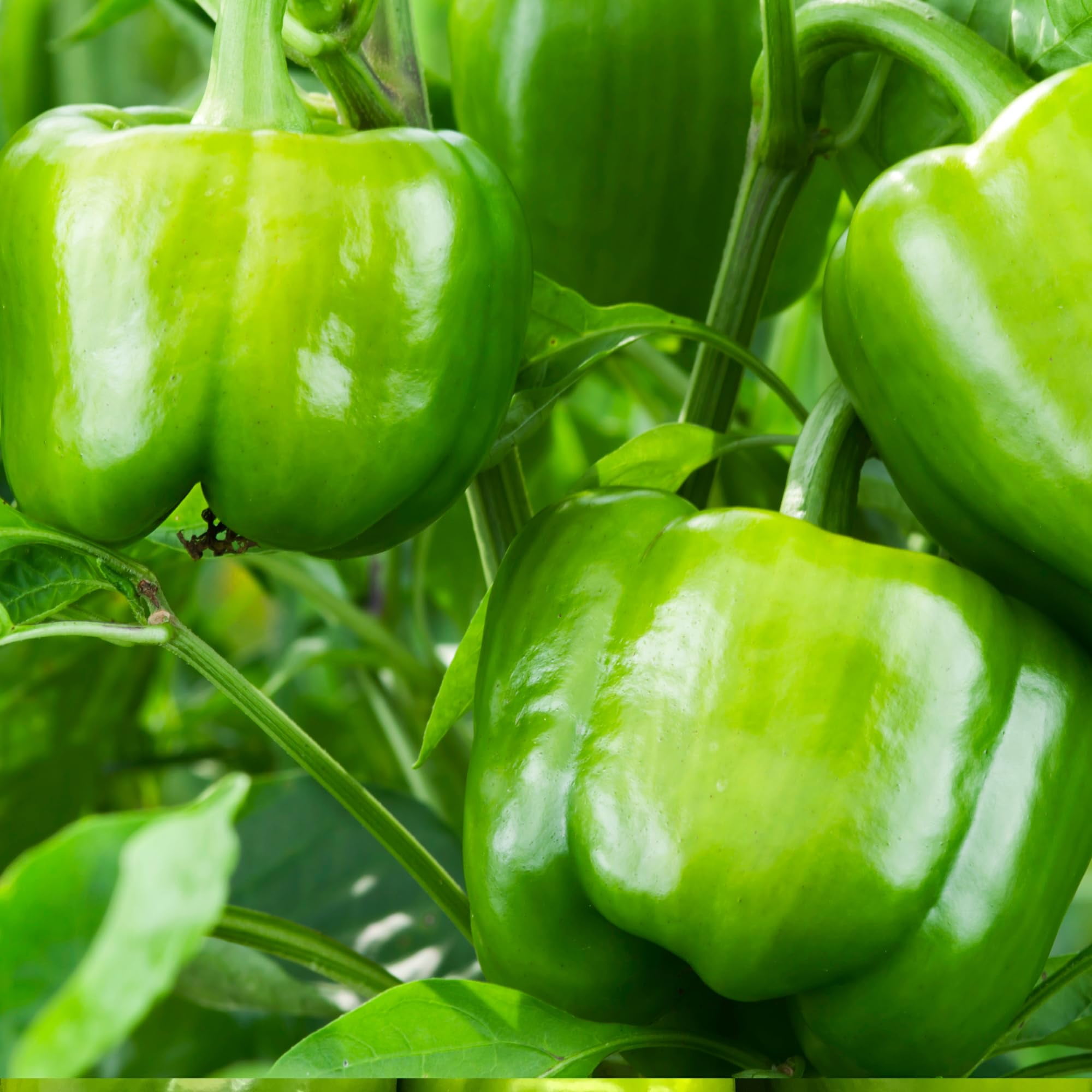 Emerald Giant Sweet Bell Pepper - MVR1 250 mg (~30 Seeds) - Non-GMO ...