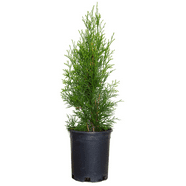 Live Christmas Tree Emerald Green Arborvitae (2.5 Quart) Evergreen ...