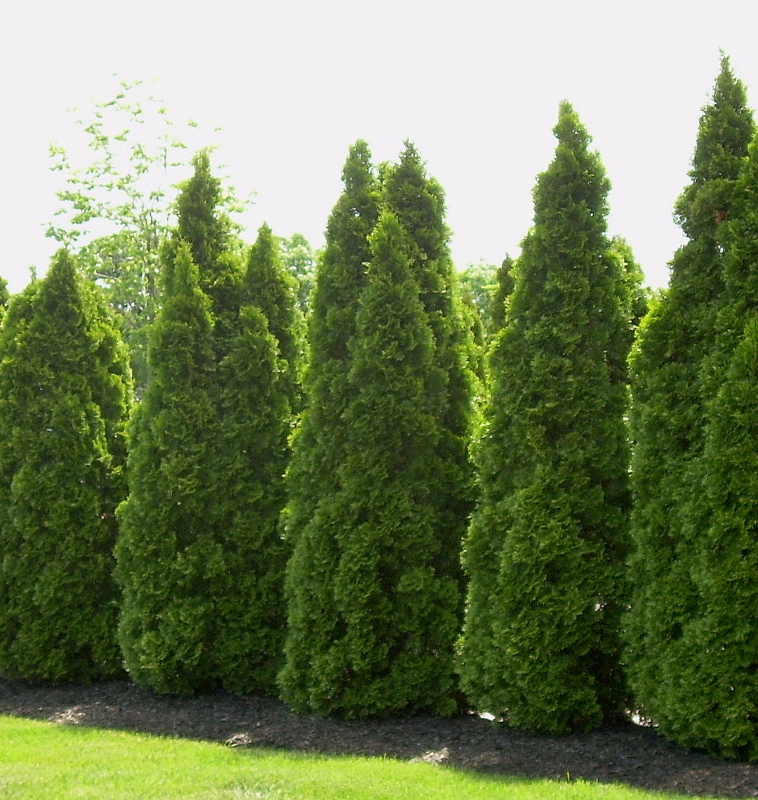 Emerald Green Arborvitae - 3 Gallon Evergreen Shrub - Walmart.com