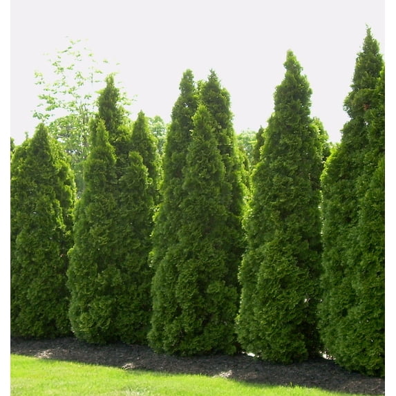 Emerald Green Arborvitae - 3 Gallon Evergreen Shrub - Walmart.com