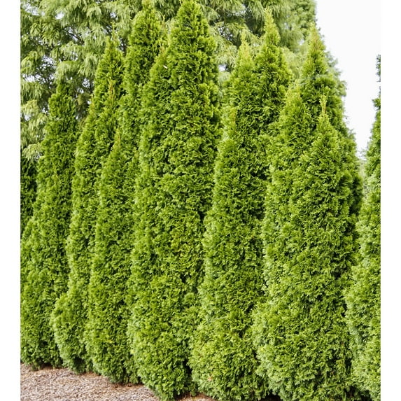 Emerald Green Arborvitae Hedge Kit, 10 Potted Evergreen Plant ...