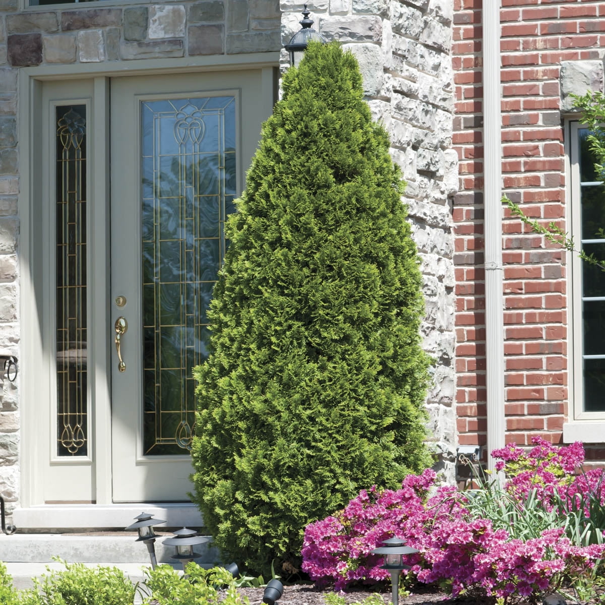 Emerald Green Arborvitae Hedge Kit, 3 Bare Root Evergreen Plant ...