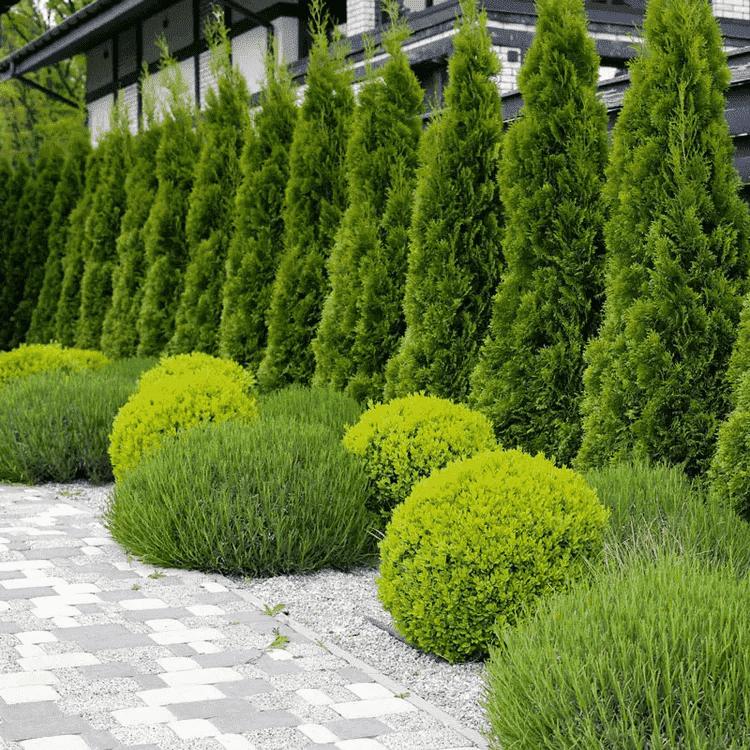Emerald Green Arborvitae Evergreen Shrub, 3-4ft Tall, Ideal for Privacy ...