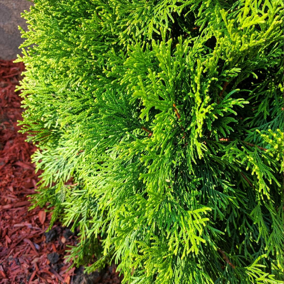 Emerald Green Arborvitae Deer Resistant