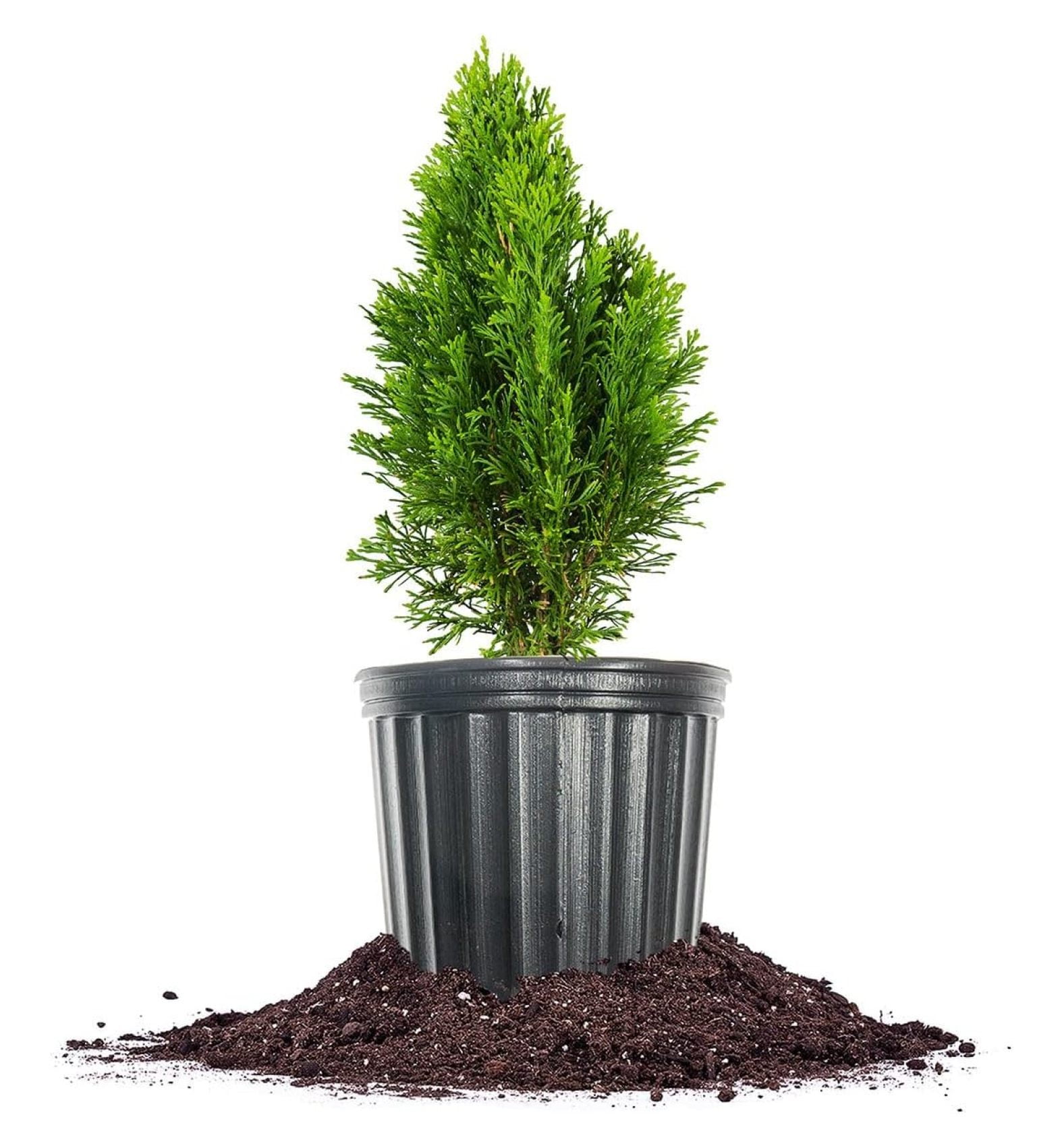 Emerald Green Arborvitae in 1 Gal. Grower's Pot | Low Maintenance ...
