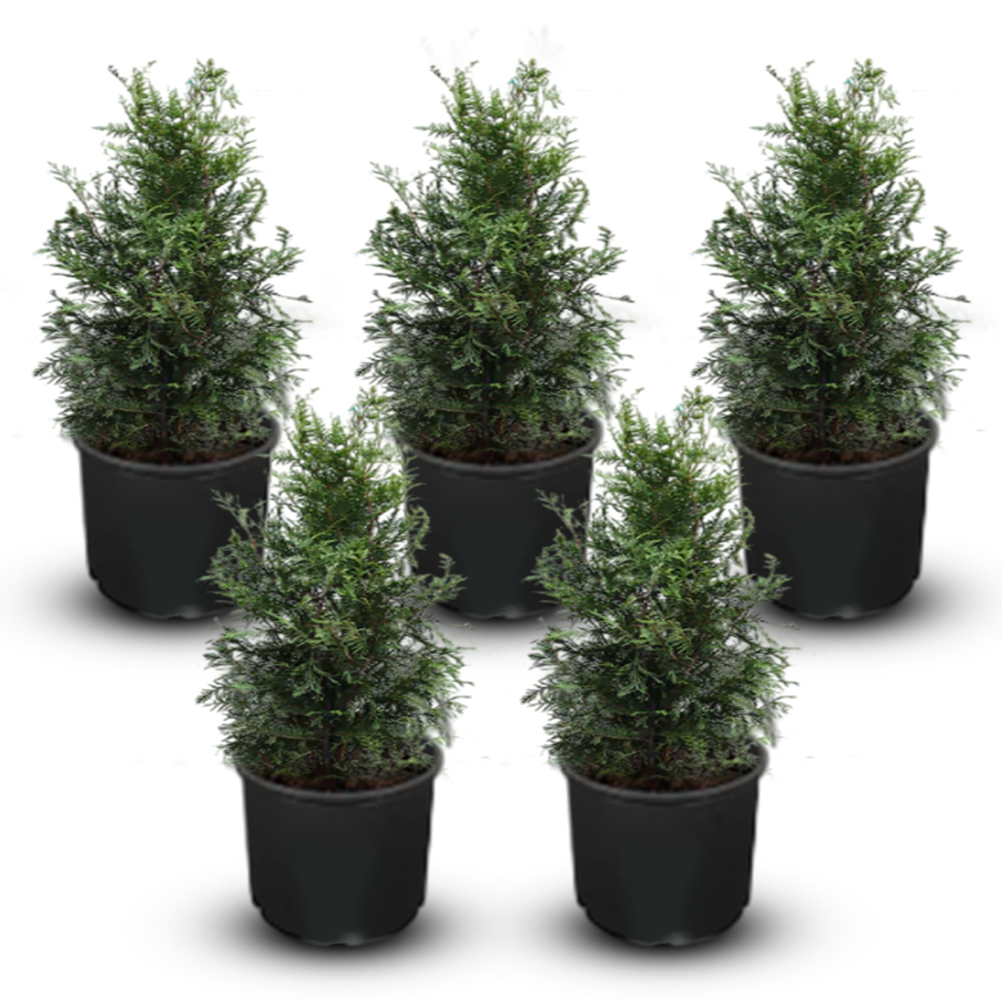 Direct Gardening Emerald Green Arborvitae Tree Live Evergreen Shrub ...