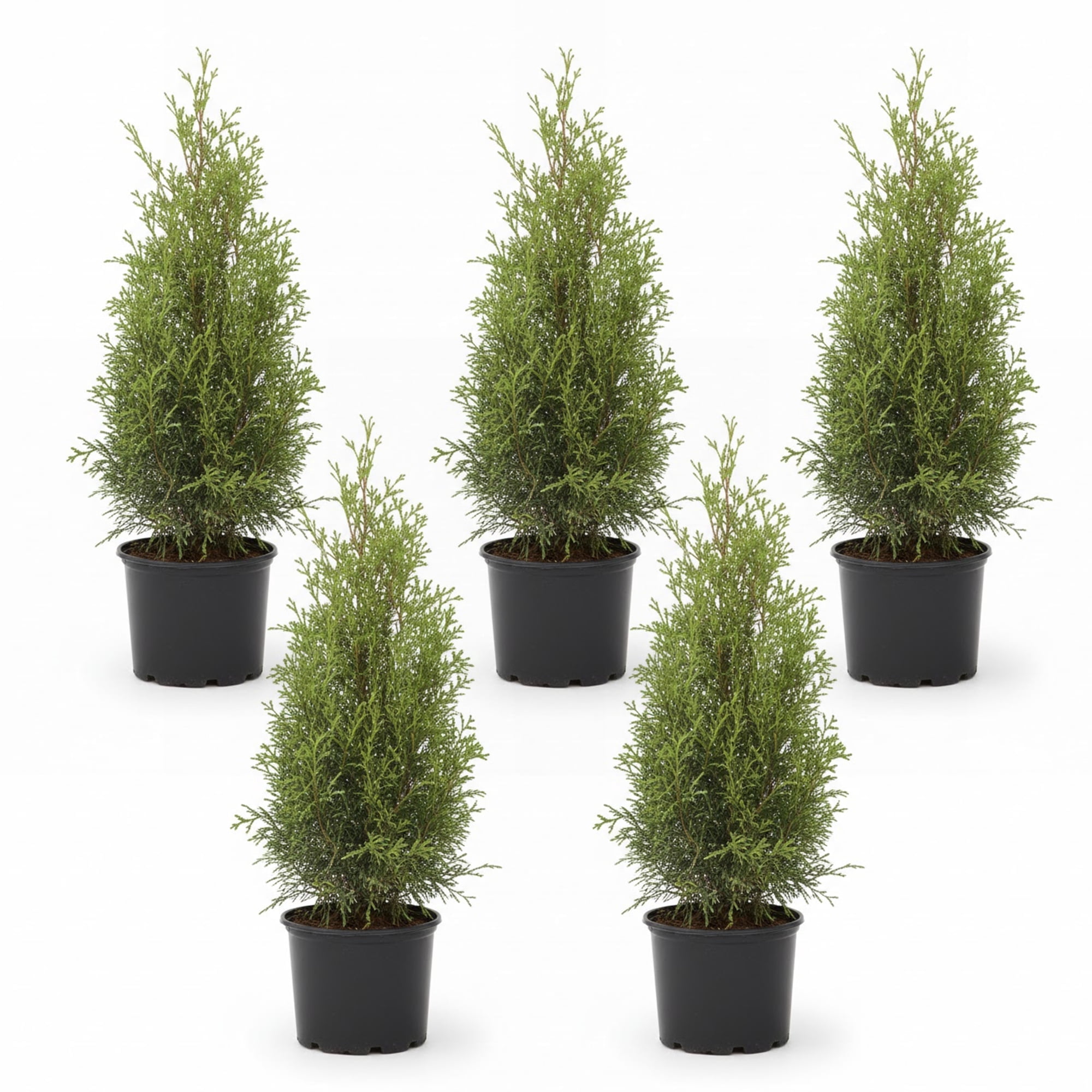 Direct Gardening Emerald Green Arborvitae Tree Live Evergreen Shrub, 1 ...