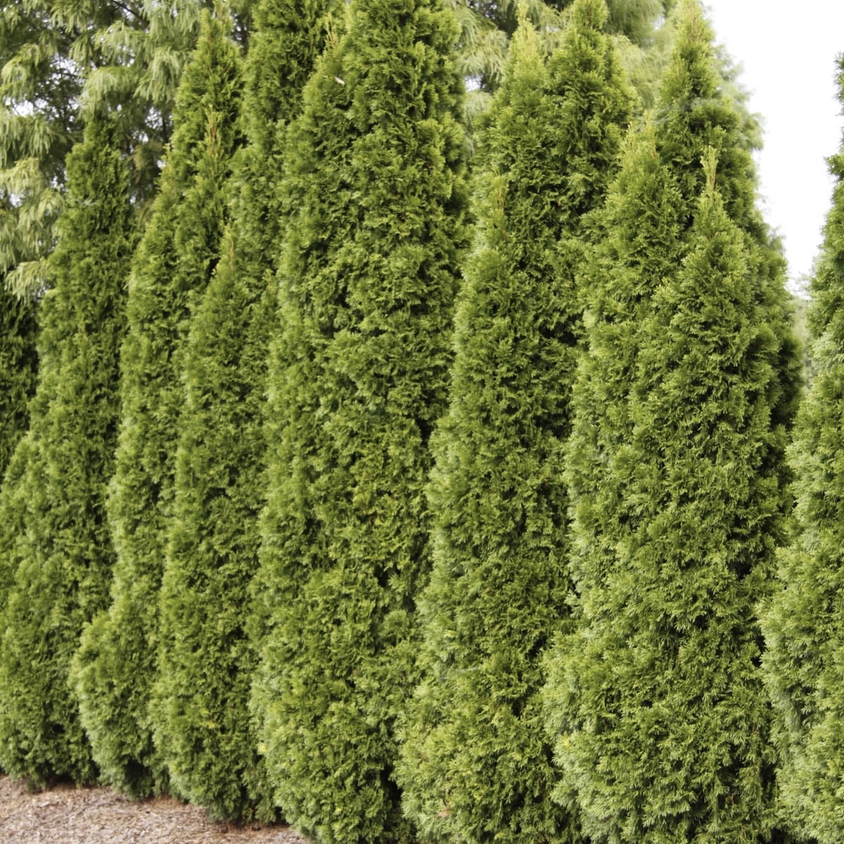Emerald Green Upright Arborvitae Potted Evergreen Shrub (5-Pack ...