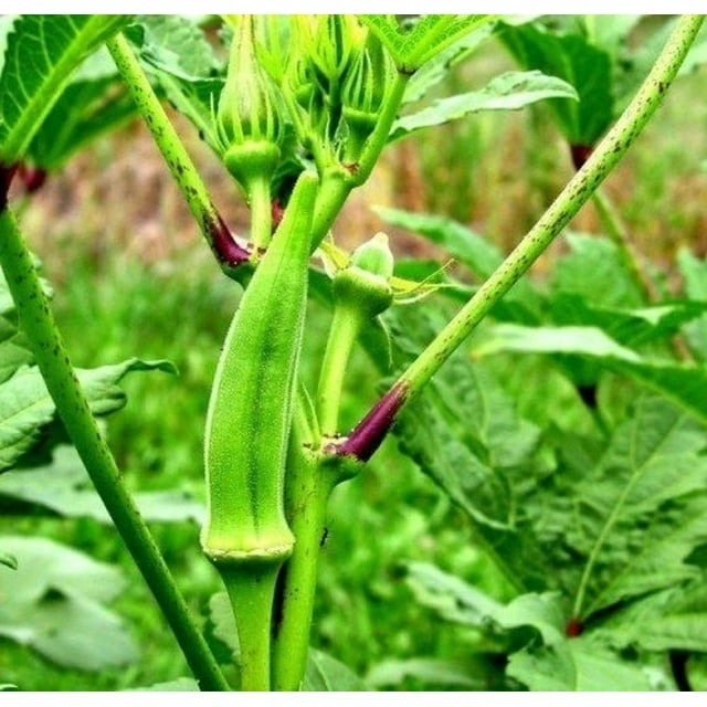 Emerald Okra Seeds - 100 Count Seed Pack - Non GMO - Produces Straight ...