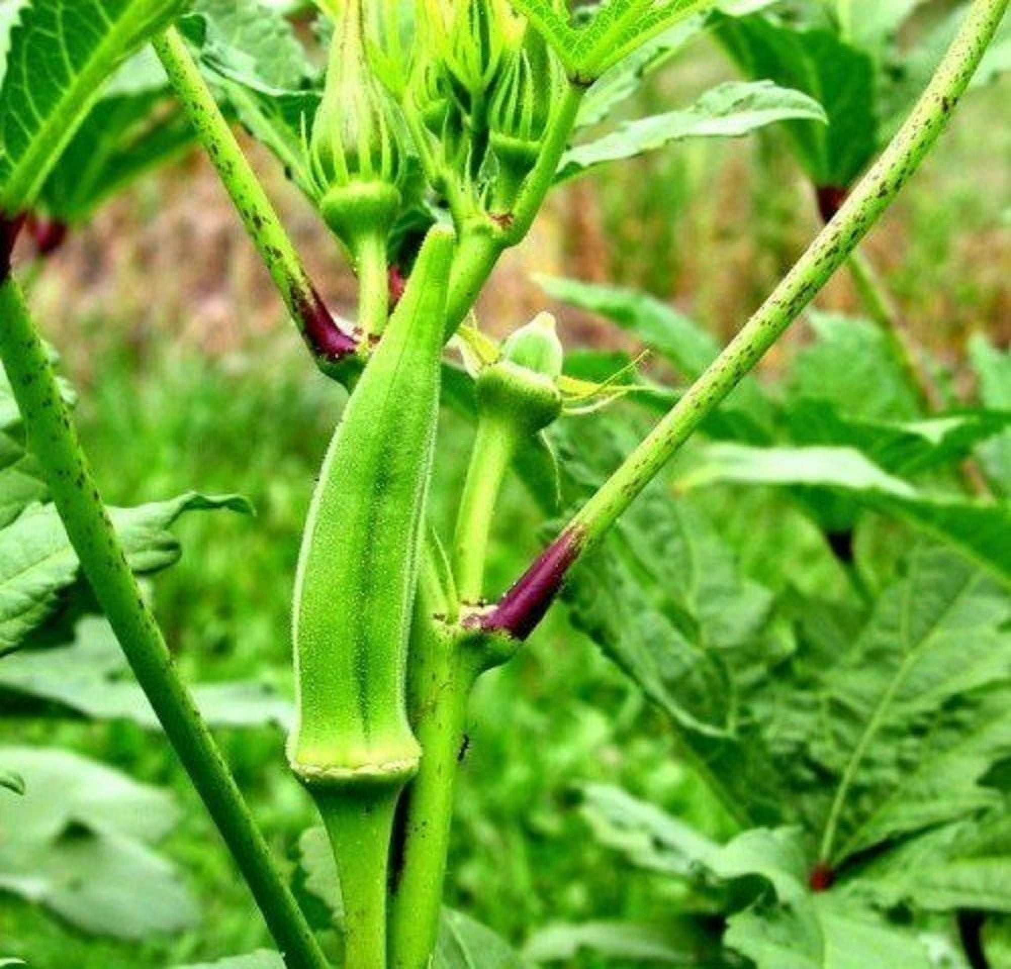 Emerald Okra Seeds - 500 Count Seed Pack - Non GMO - Produces Straight ...