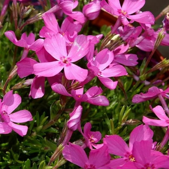 Creeping Phlox