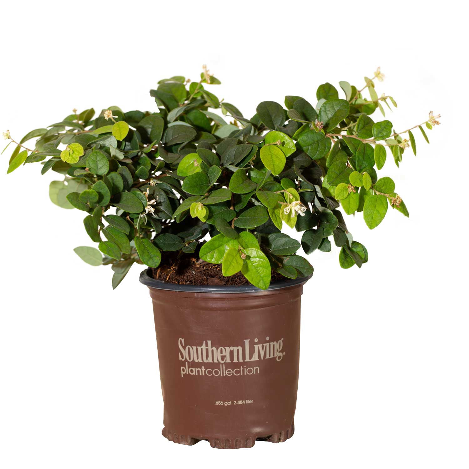 Southern Living Emerald Snow Loropetalum Live Shrub in 2.5-Quart Grower ...