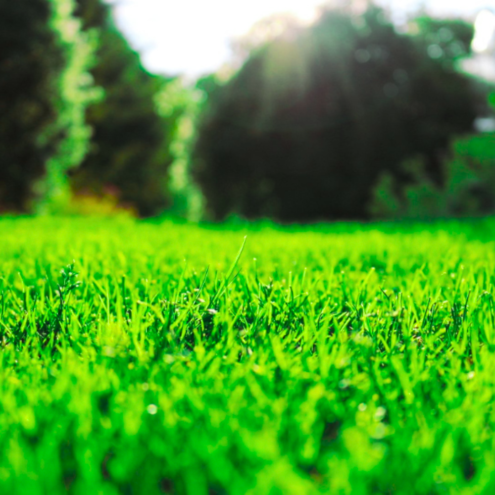 Emerald Zoysia Grass Seeds, 10000 Emerald Zoysia Seed for Home Garden ...