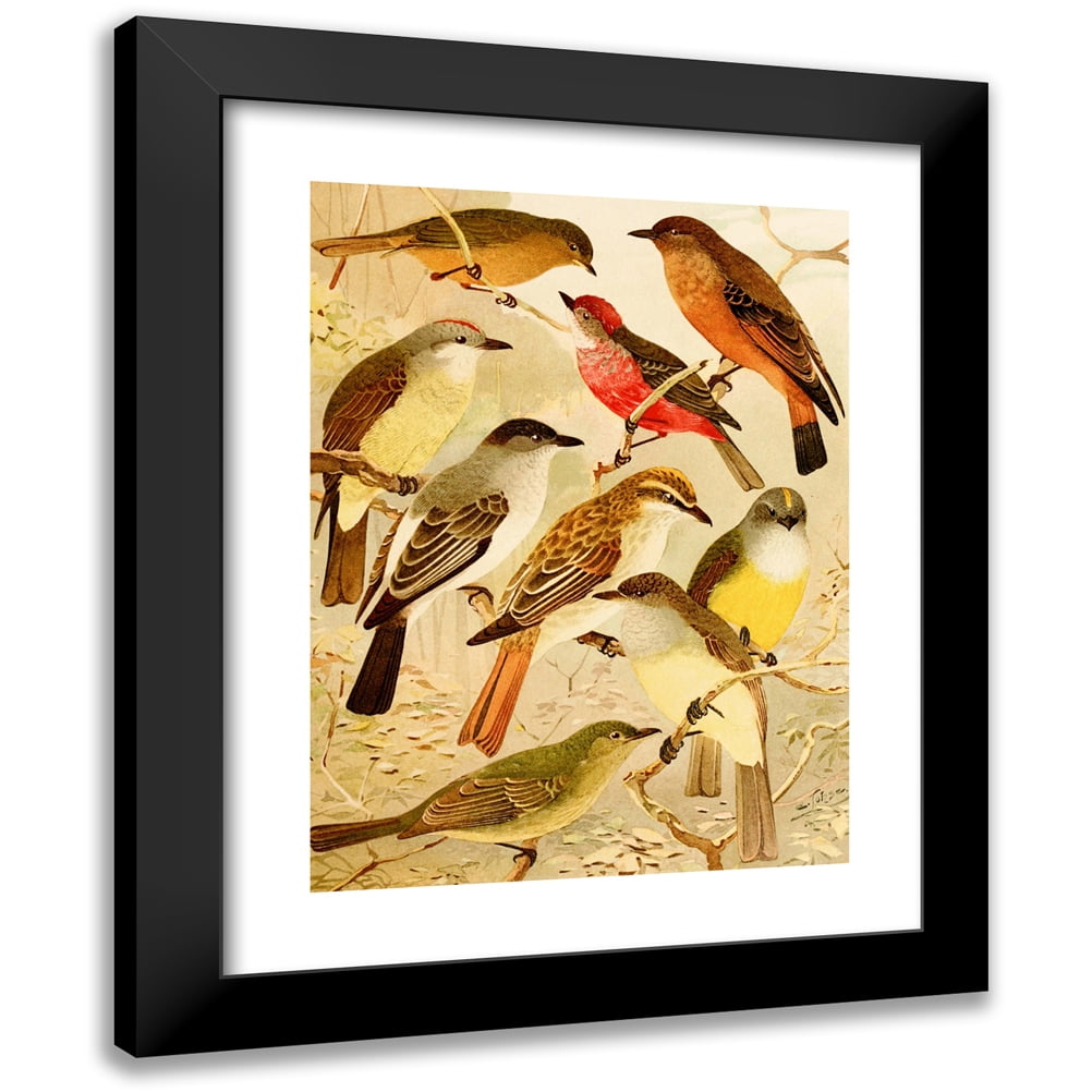 Emil August Göldi 11x14 Black Modern Framed Museum Art Print Titled ...