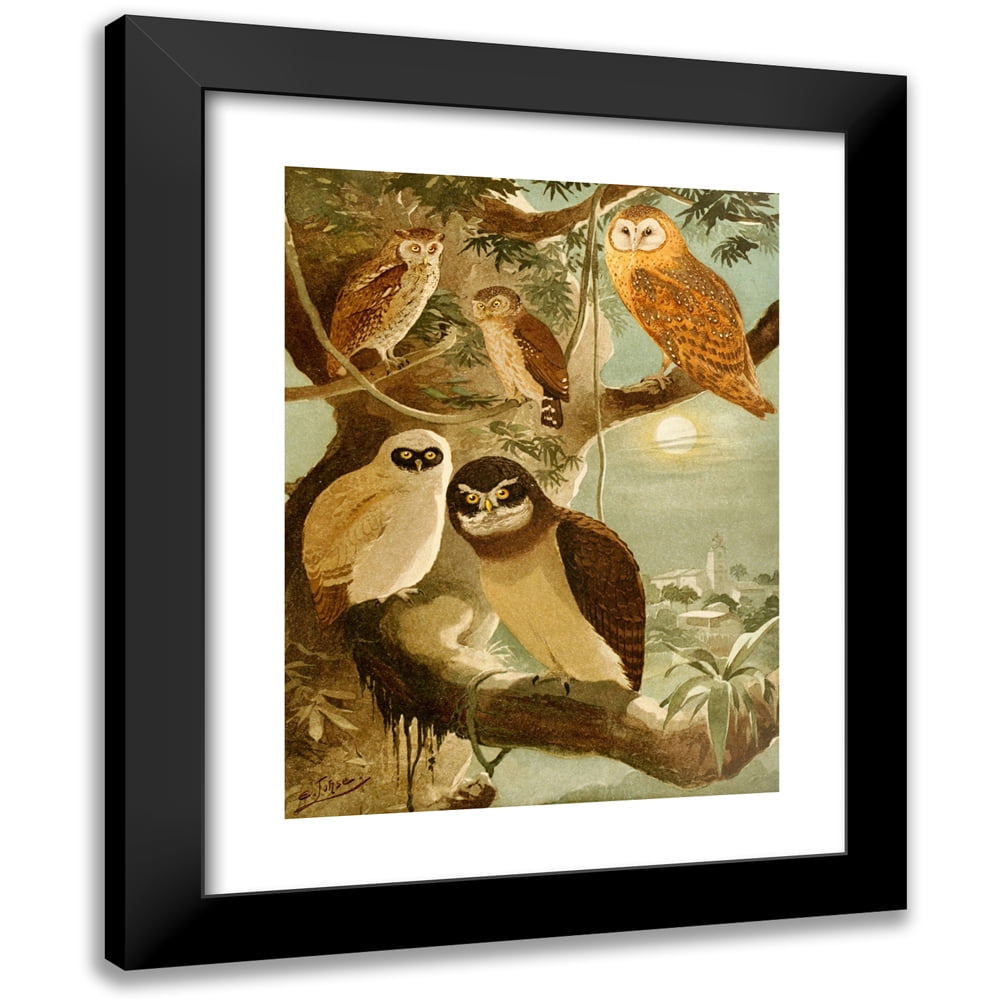 Emil August Göldi 11x14 Black Modern Framed Museum Art Print Titled ...