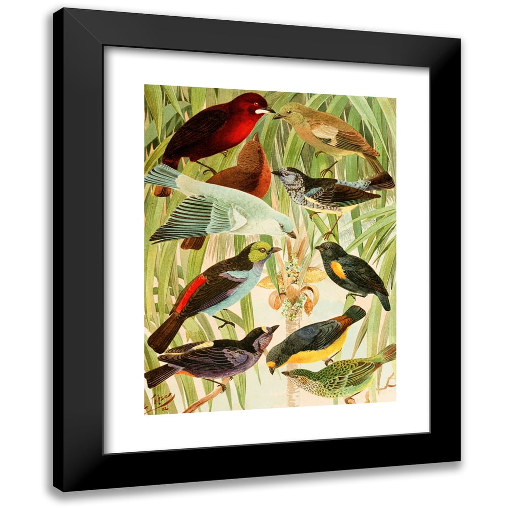 Emil August Göldi 11x14 Black Modern Framed Museum Art Print Titled ...