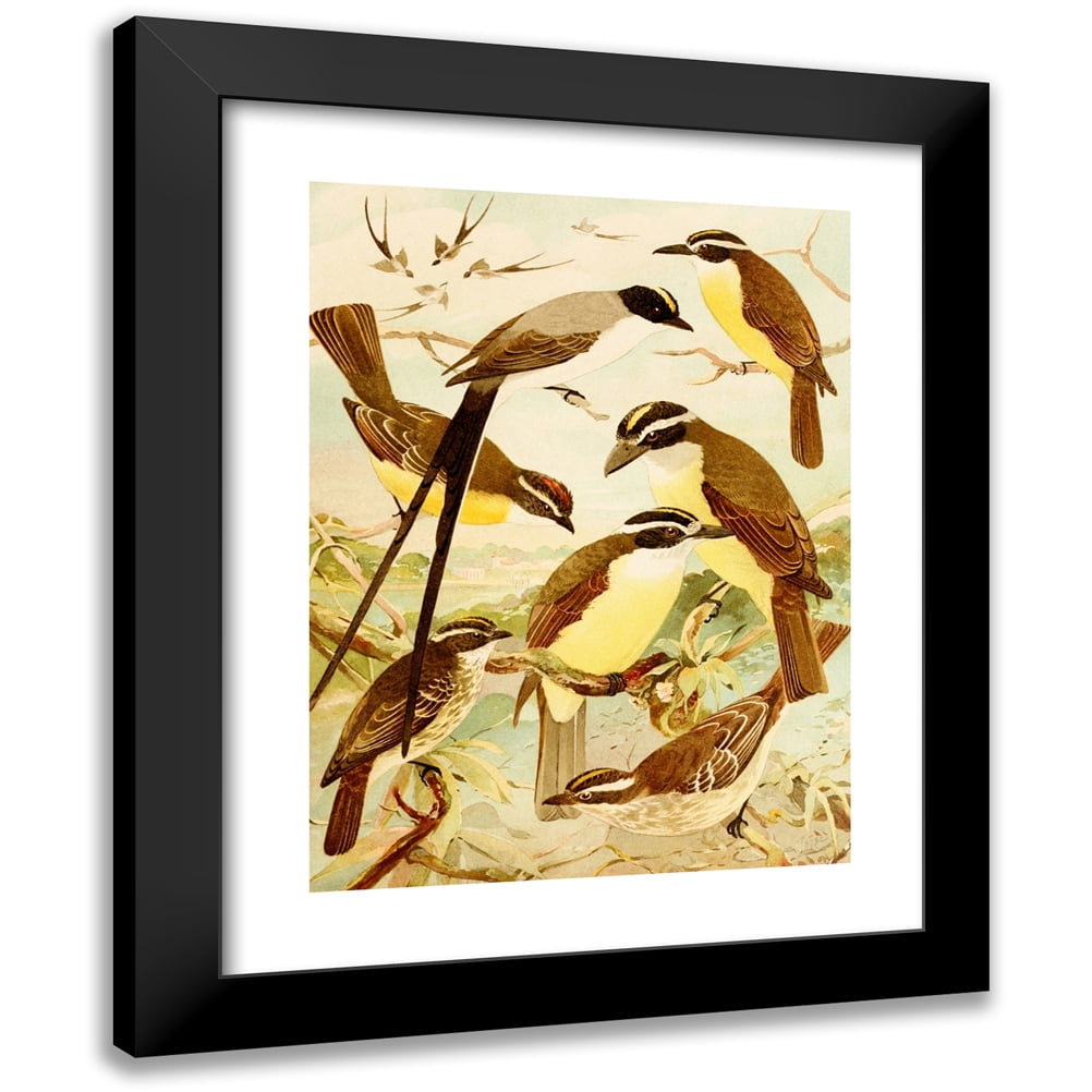 Emil August Göldi 11x14 Black Modern Framed Museum Art Print Titled ...