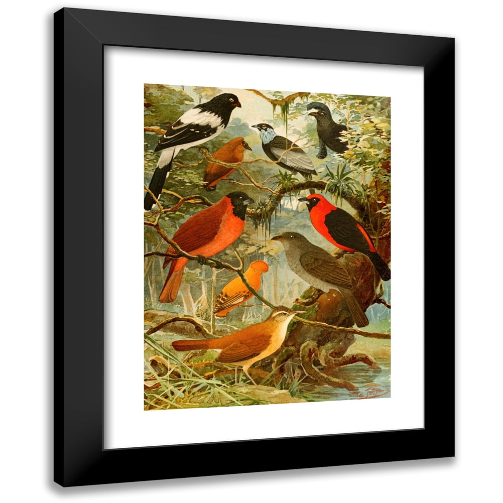 Emil August Göldi 11x14 Black Modern Framed Museum Art Print Titled ...