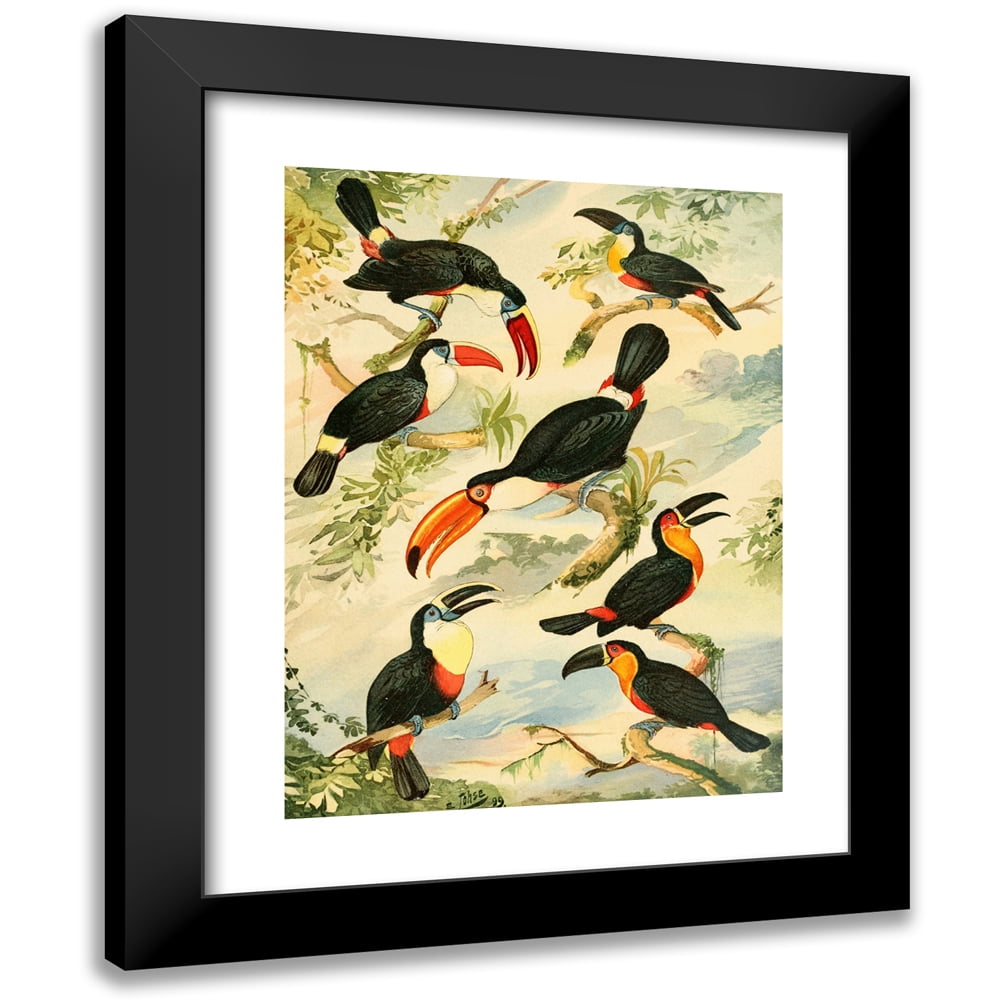 Emil August Göldi 11x14 Black Modern Framed Museum Art Print Titled ...