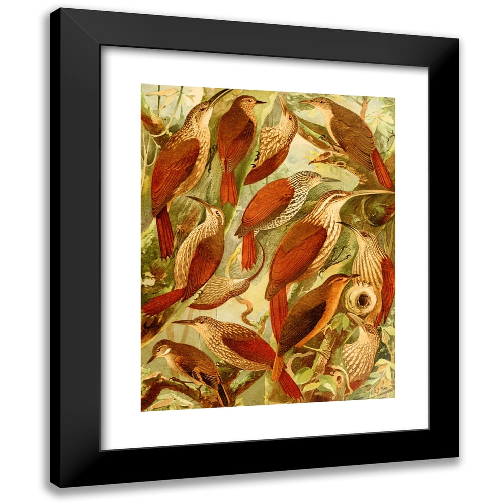 Emil August Göldi 12x14 Black Modern Framed Museum Art Print Titled ...