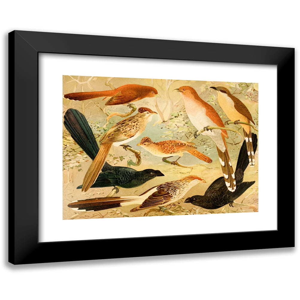 Emil August Göldi 14x11 Black Modern Framed Museum Art Print Titled ...