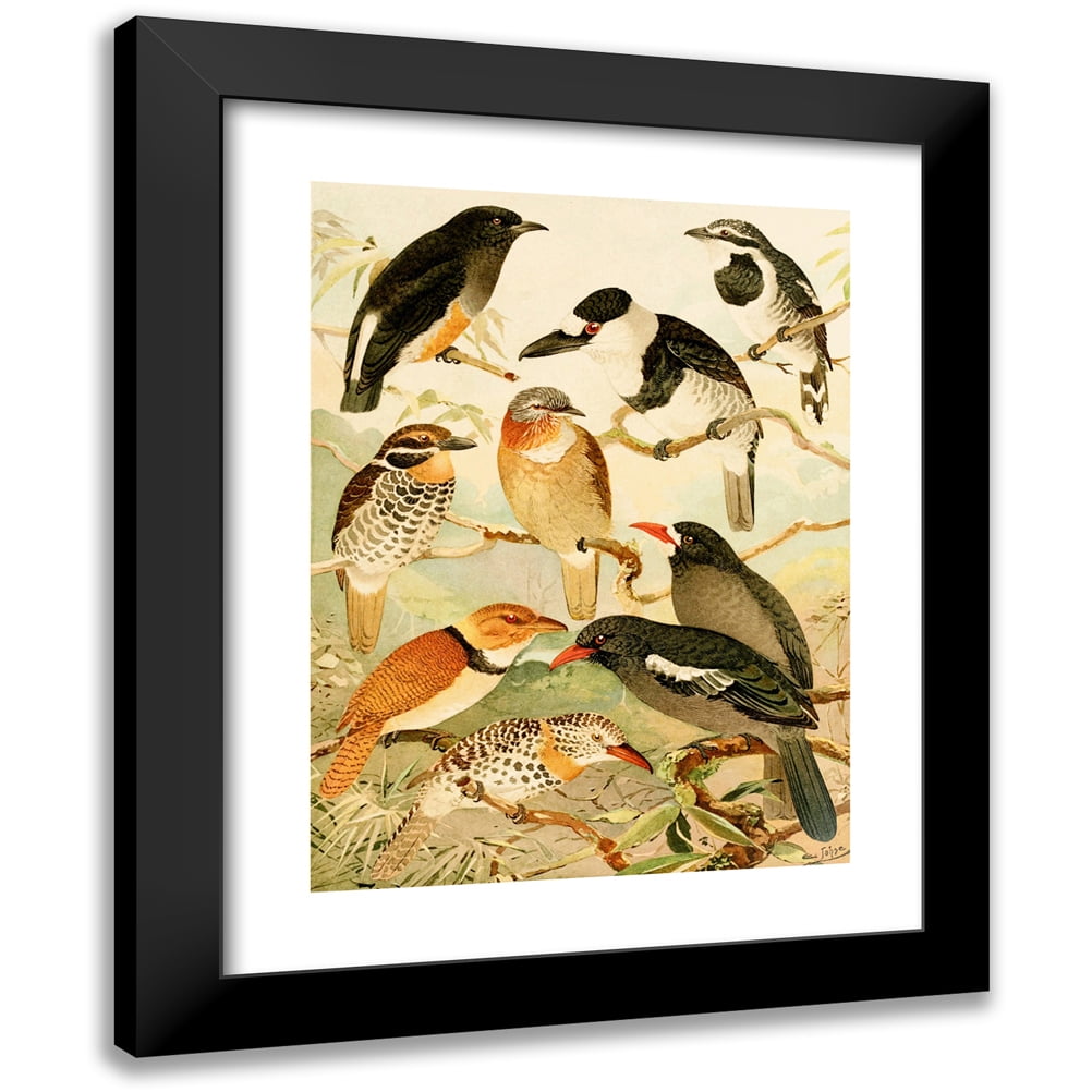 Emil August Göldi 14x18 Black Modern Framed Museum Art Print Titled ...