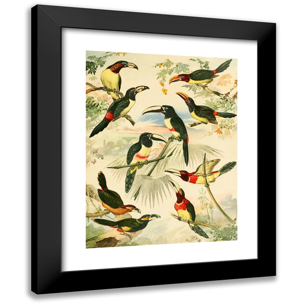 Emil August Göldi 15x18 Black Modern Framed Museum Art Print Titled ...