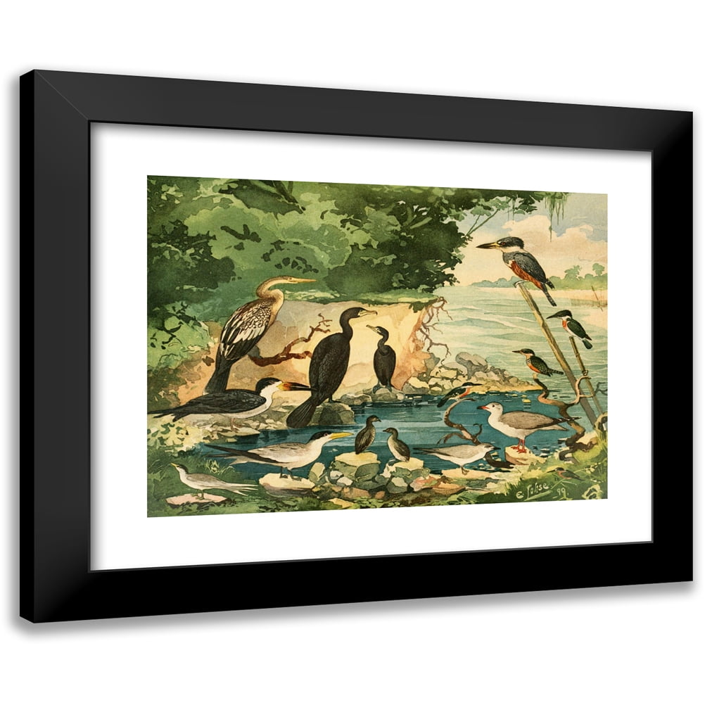 Emil August Göldi 18x14 Black Modern Framed Museum Art Print Titled ...