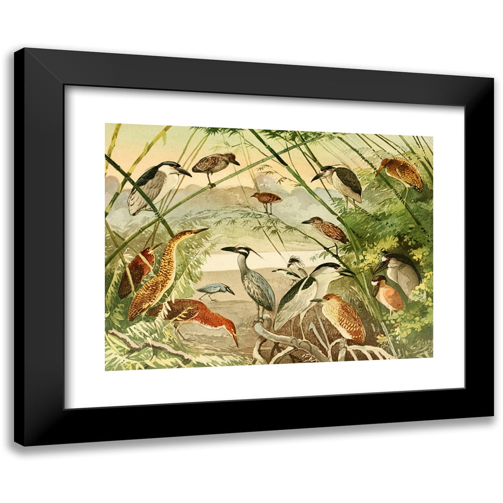 Emil August Göldi 18x15 Black Modern Framed Museum Art Print Titled ...