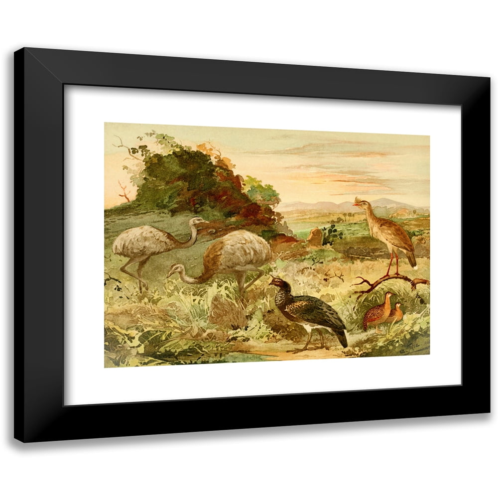 Emil August Göldi 18x15 Black Modern Framed Museum Art Print Titled ...