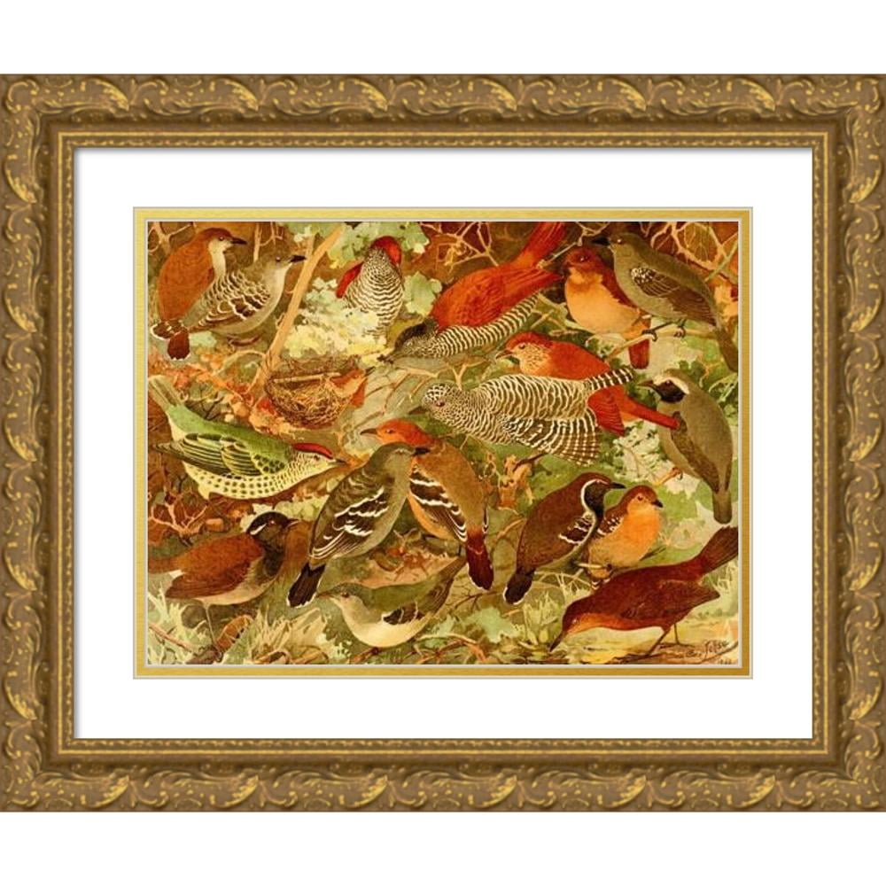 Emil August Göldi 18x15 Gold Ornate Wood Frame and Double Matted Museum ...