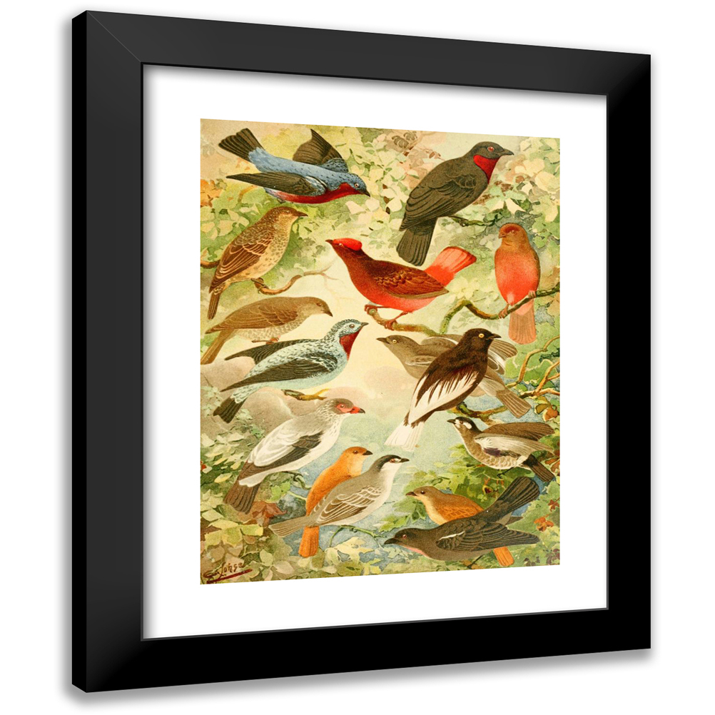 Emil August Göldi 19x24 Black Modern Framed Museum Art Print Titled ...