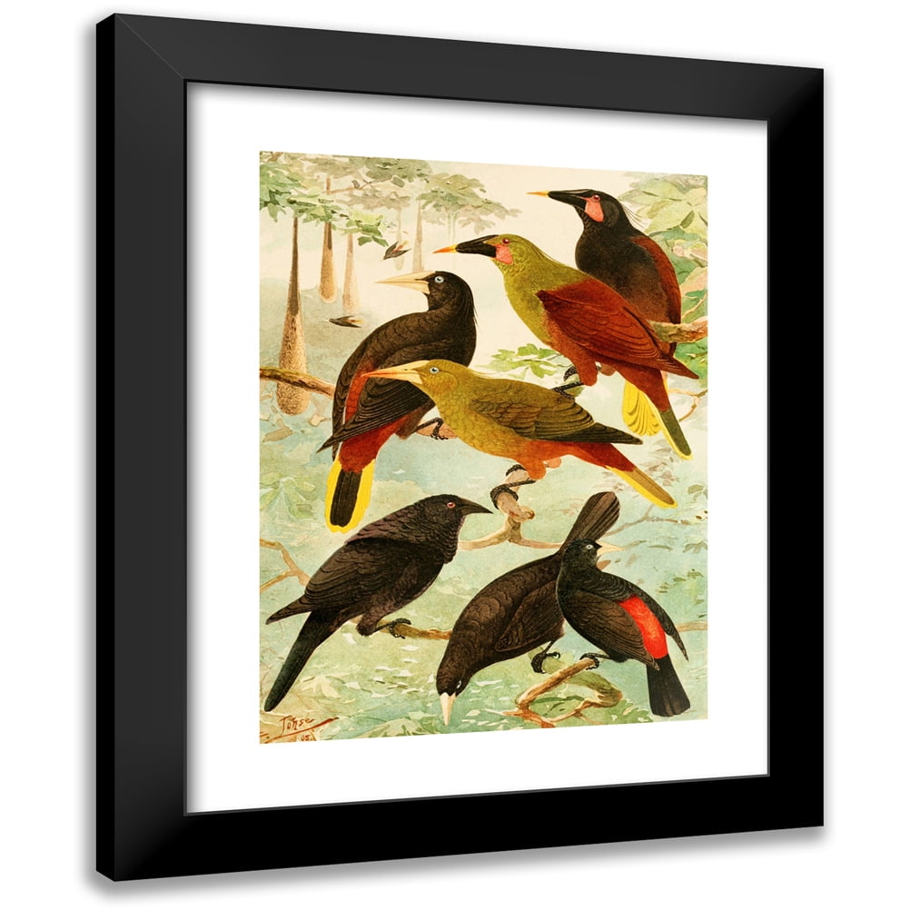 Emil August Göldi 19x24 Black Modern Framed Museum Art Print Titled ...