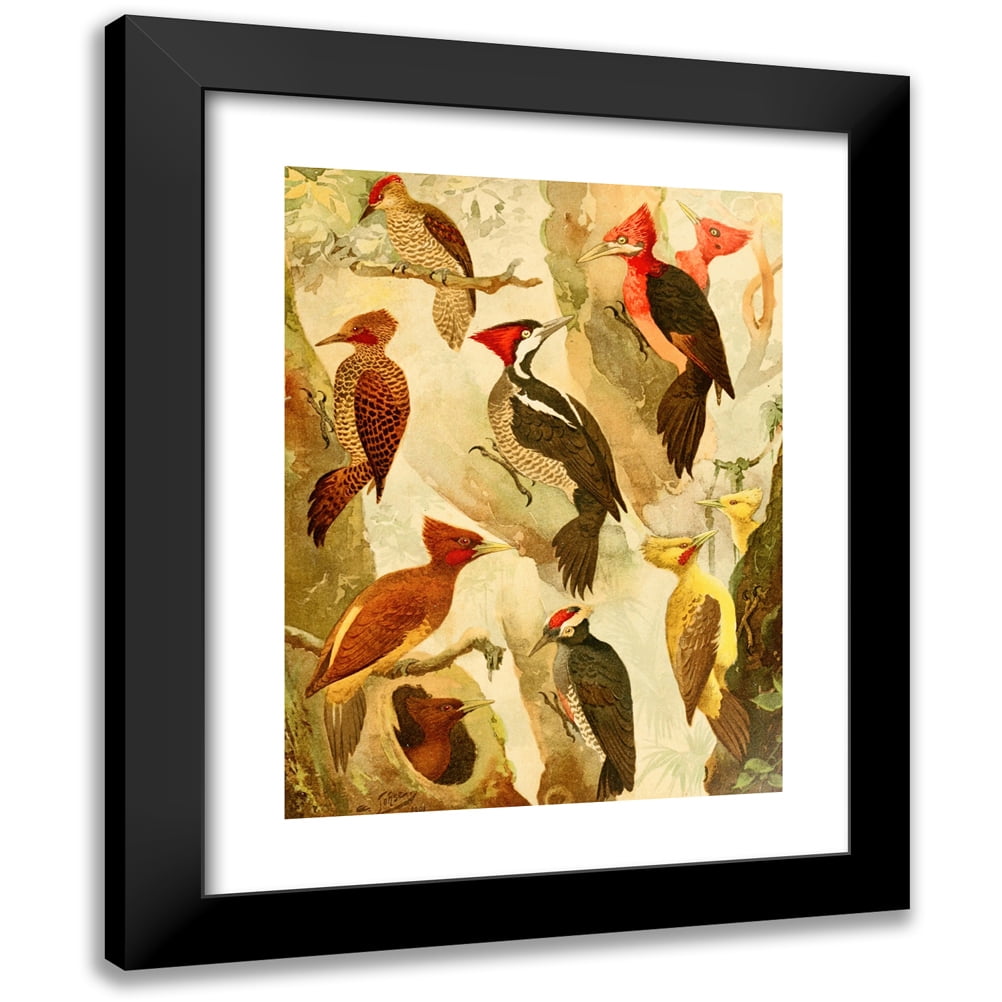 Emil August Göldi 19x24 Black Modern Framed Museum Art Print Titled ...