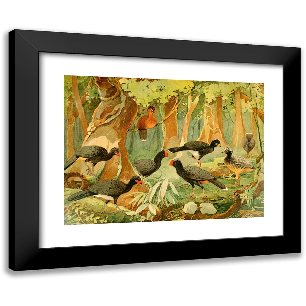 Emil August Göldi 24x19 Black Modern Framed Museum Art Print Titled ...