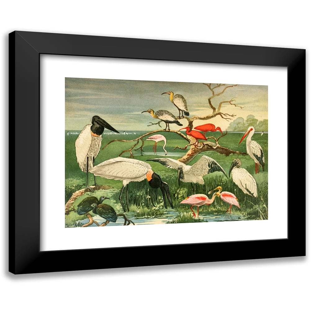 Emil August Göldi 24x19 Black Modern Framed Museum Art Print Titled ...